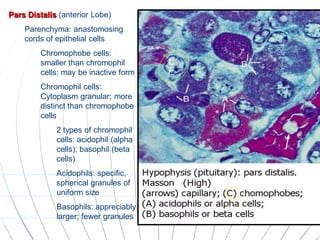 Histology of endocrine system | PDF