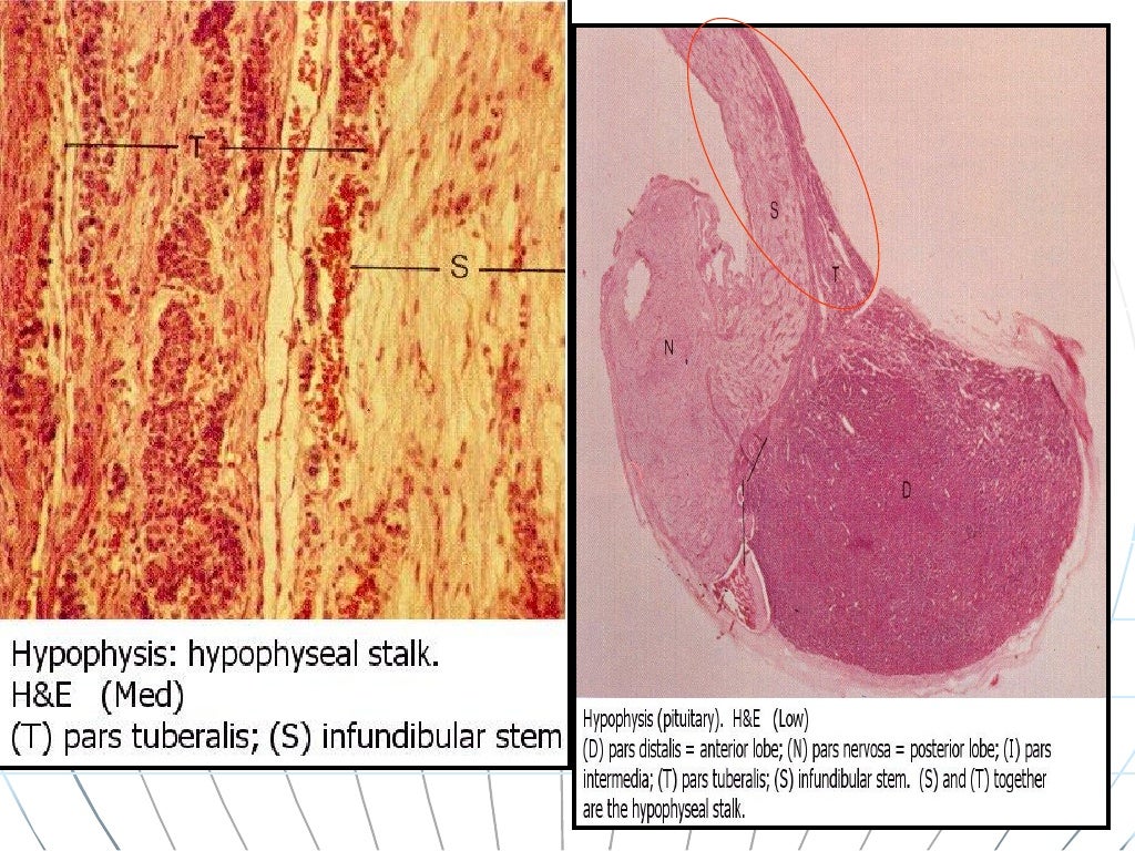 Histology of endocrine system