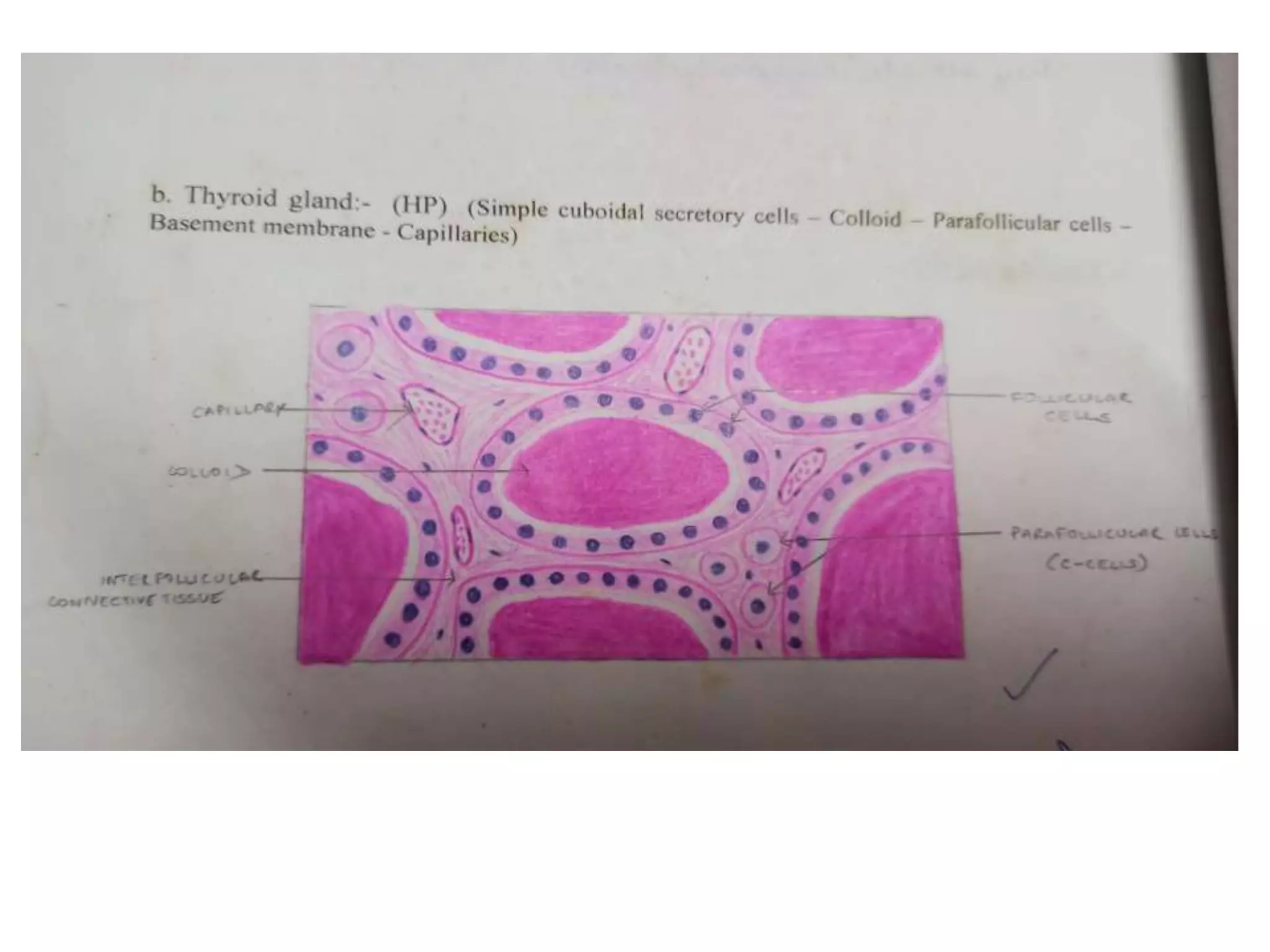 Histology of endocrine system | PPTX