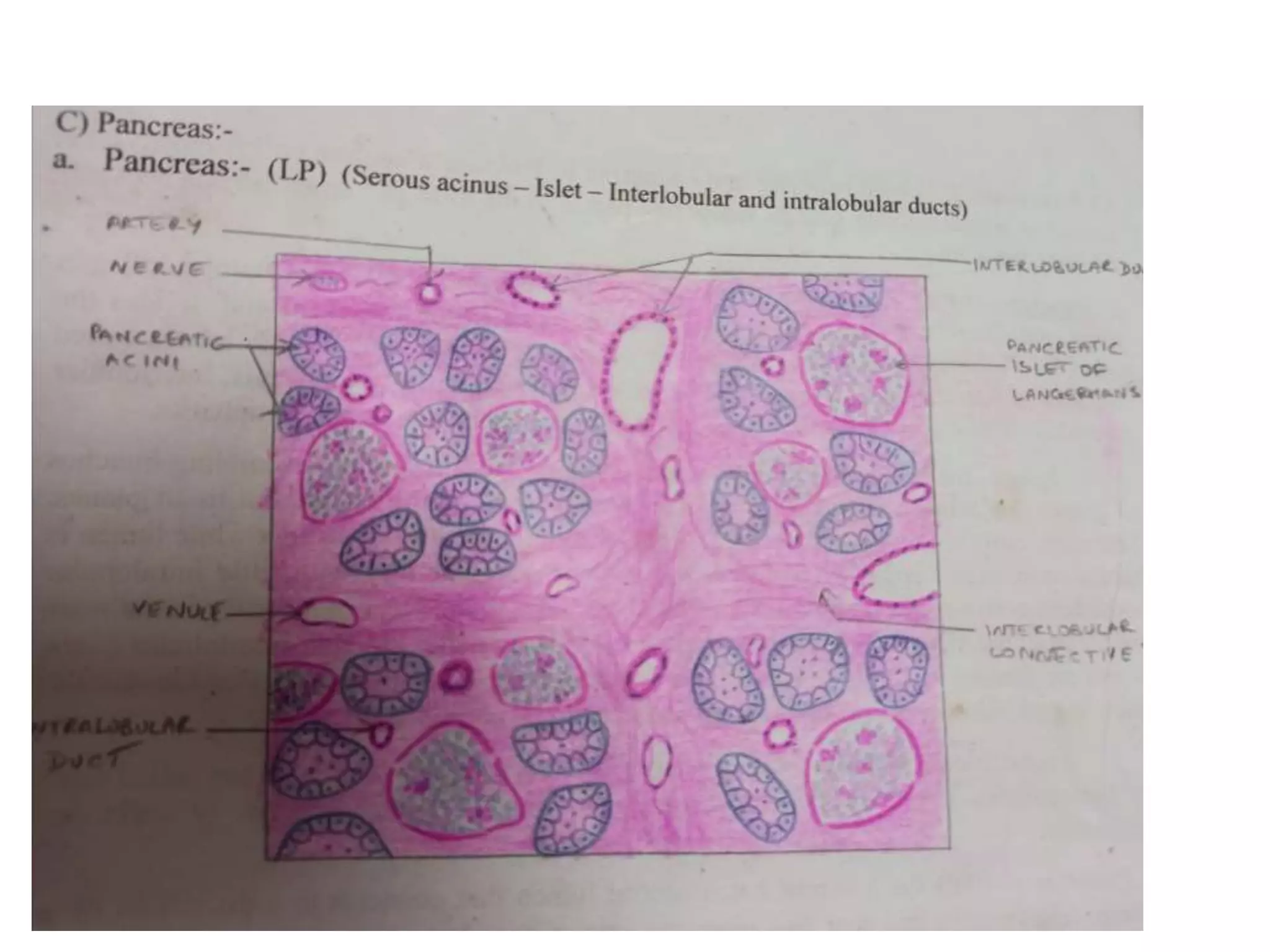 Histology of endocrine system | PPTX