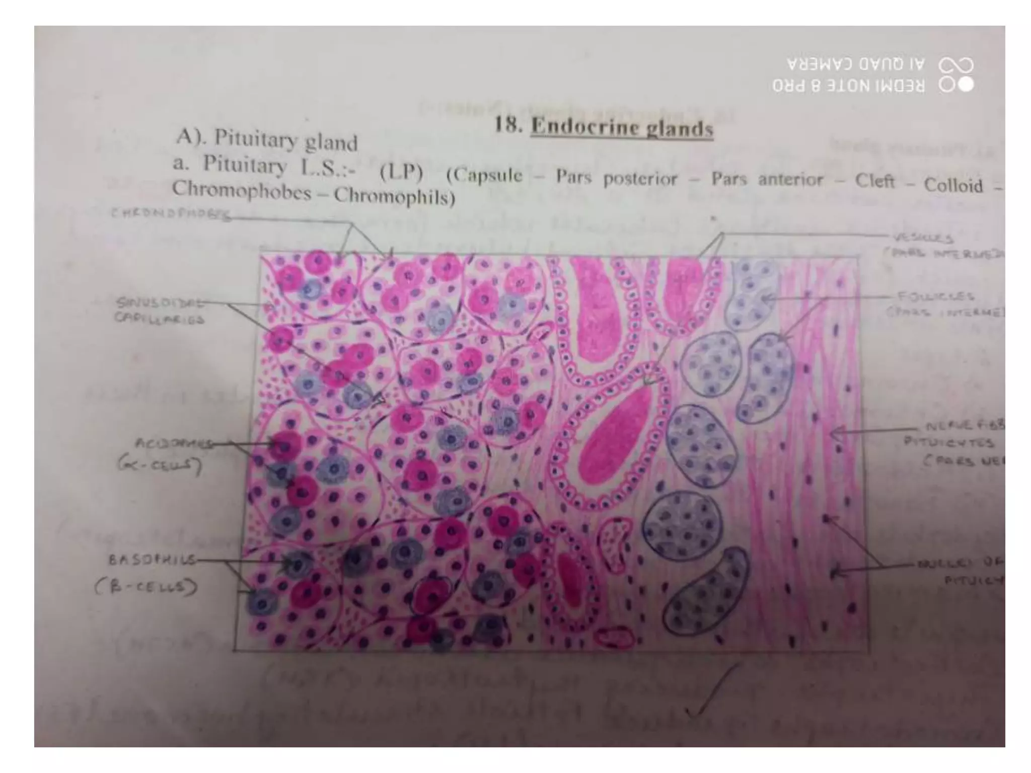 Histology of endocrine system | PPTX
