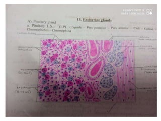 Histology of endocrine system | PPTX