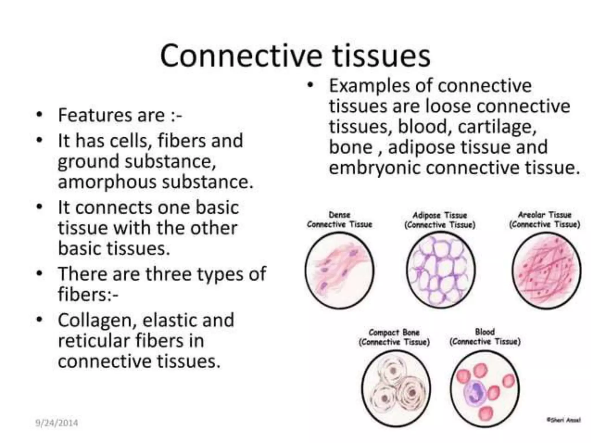 histology of epithelial and connective tissue.pptx