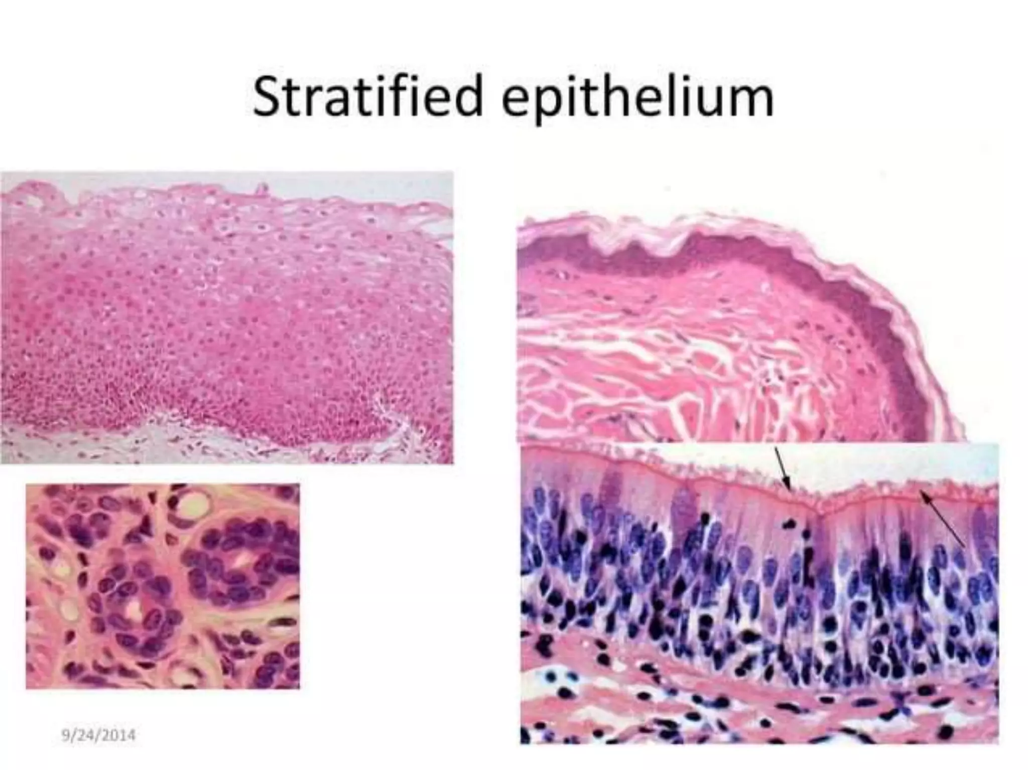 histology of epithelial and connective tissue.pptx