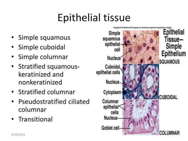 histology of epithelial and connective tissue.pptx