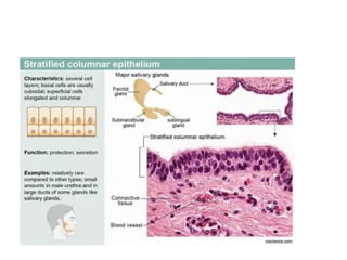 NOTES ON HISTOLOGY OF EPITHELIAL TISSUE.pptx