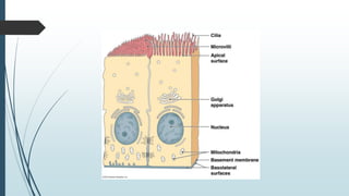 Histology of epithelium.pptx