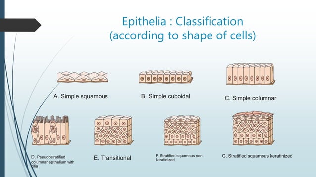 Histology of epithelium.pptx
