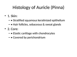 Histology_of_External_Ear. Anatomy .pptx