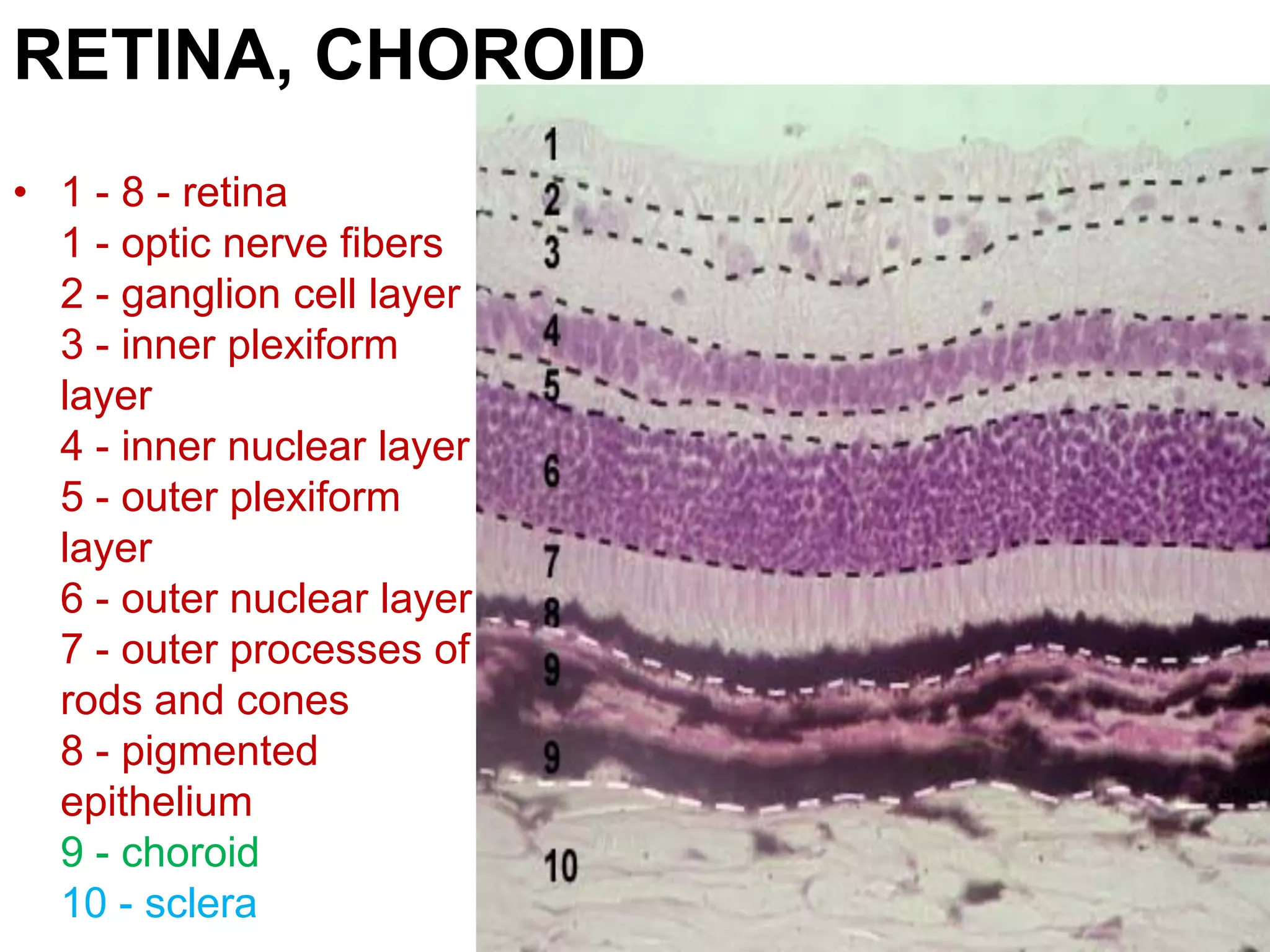 Histology of eye | PDF