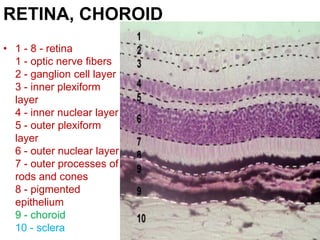 Histology of eye | PDF
