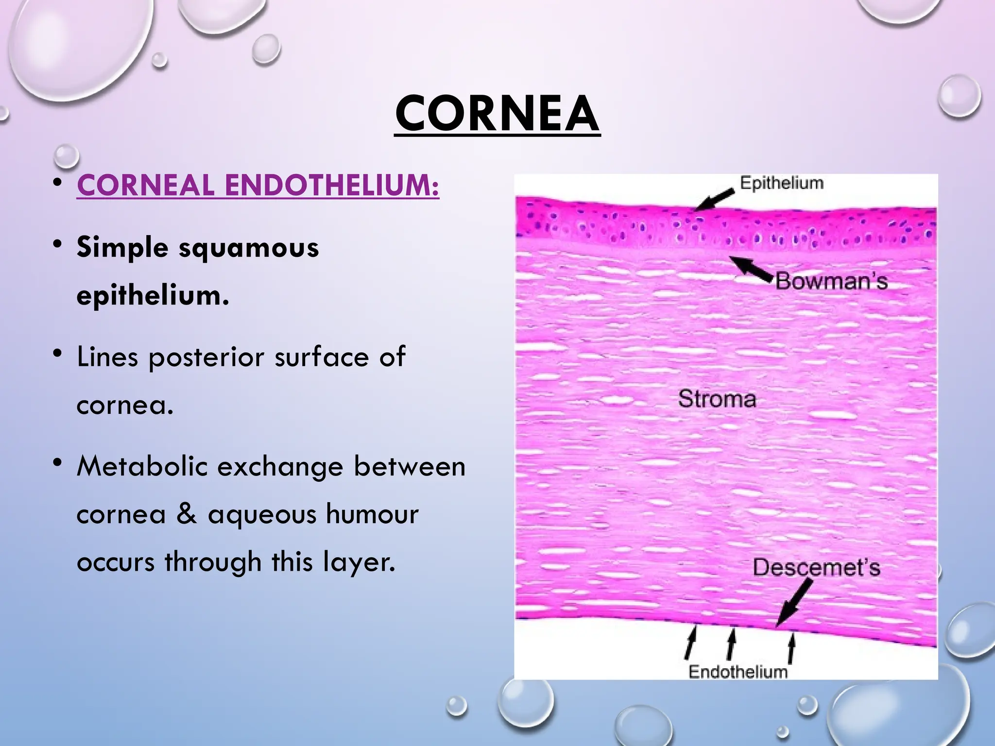 Histology of eyeball, sclera, cornea and retina | PPT