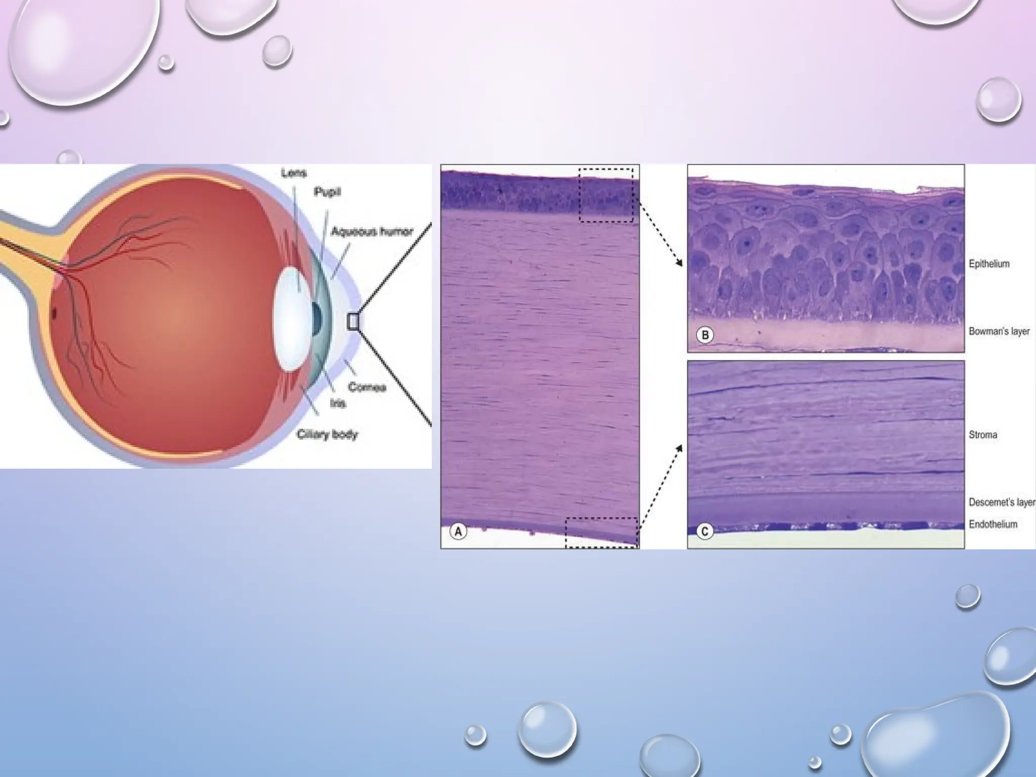 Histology of eyeball, sclera, cornea and retina | PPT