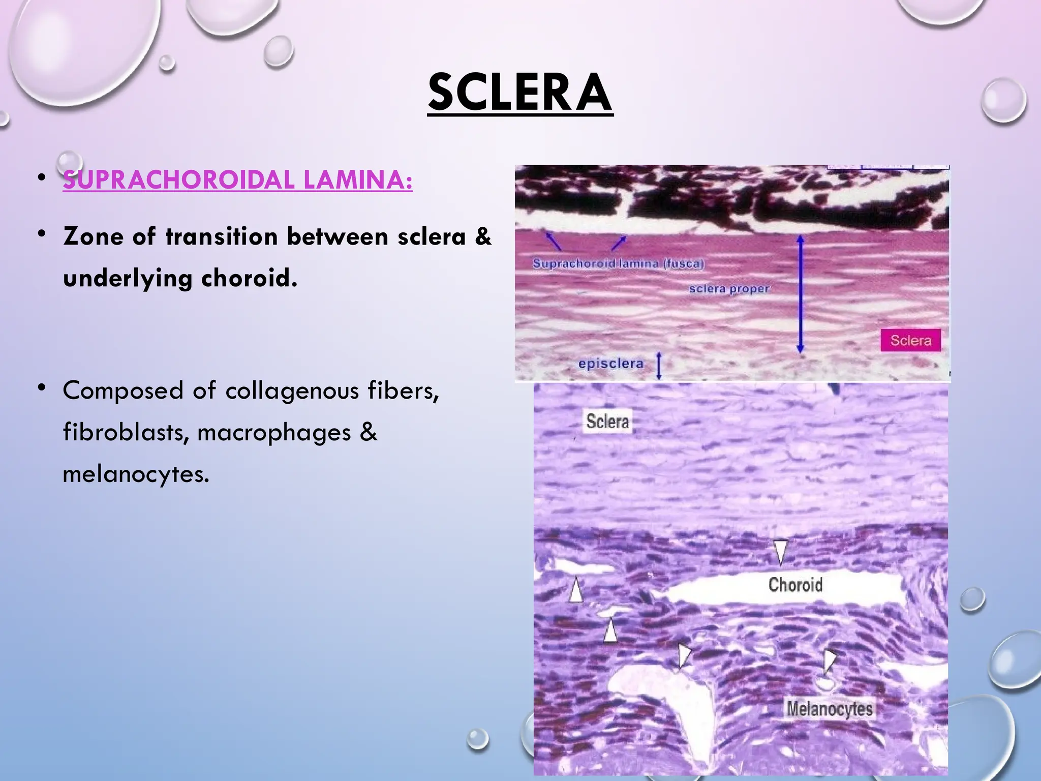 Histology of eyeball, sclera, cornea and retina | PPT