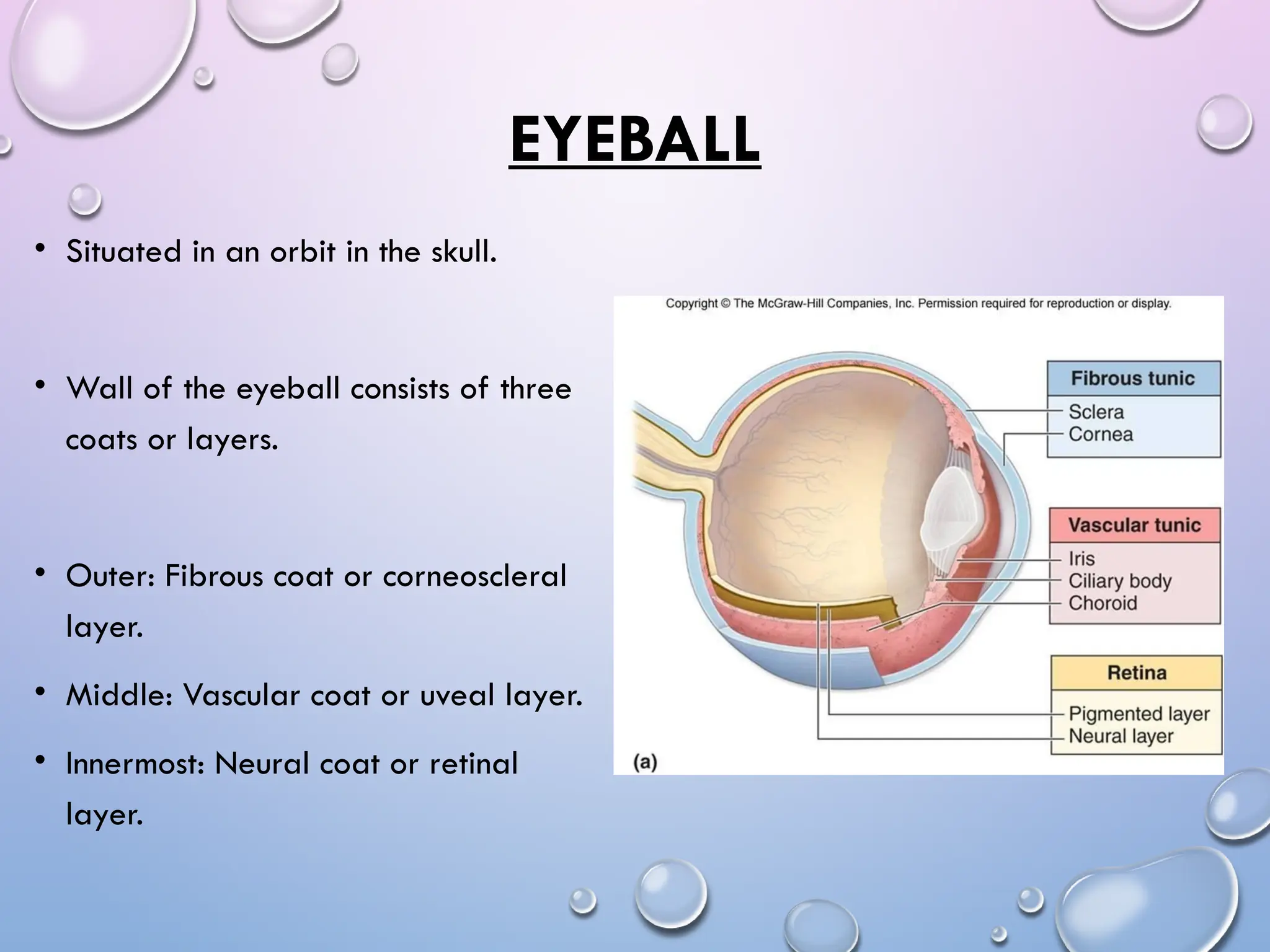 Histology of eyeball, sclera, cornea and retina | PPT
