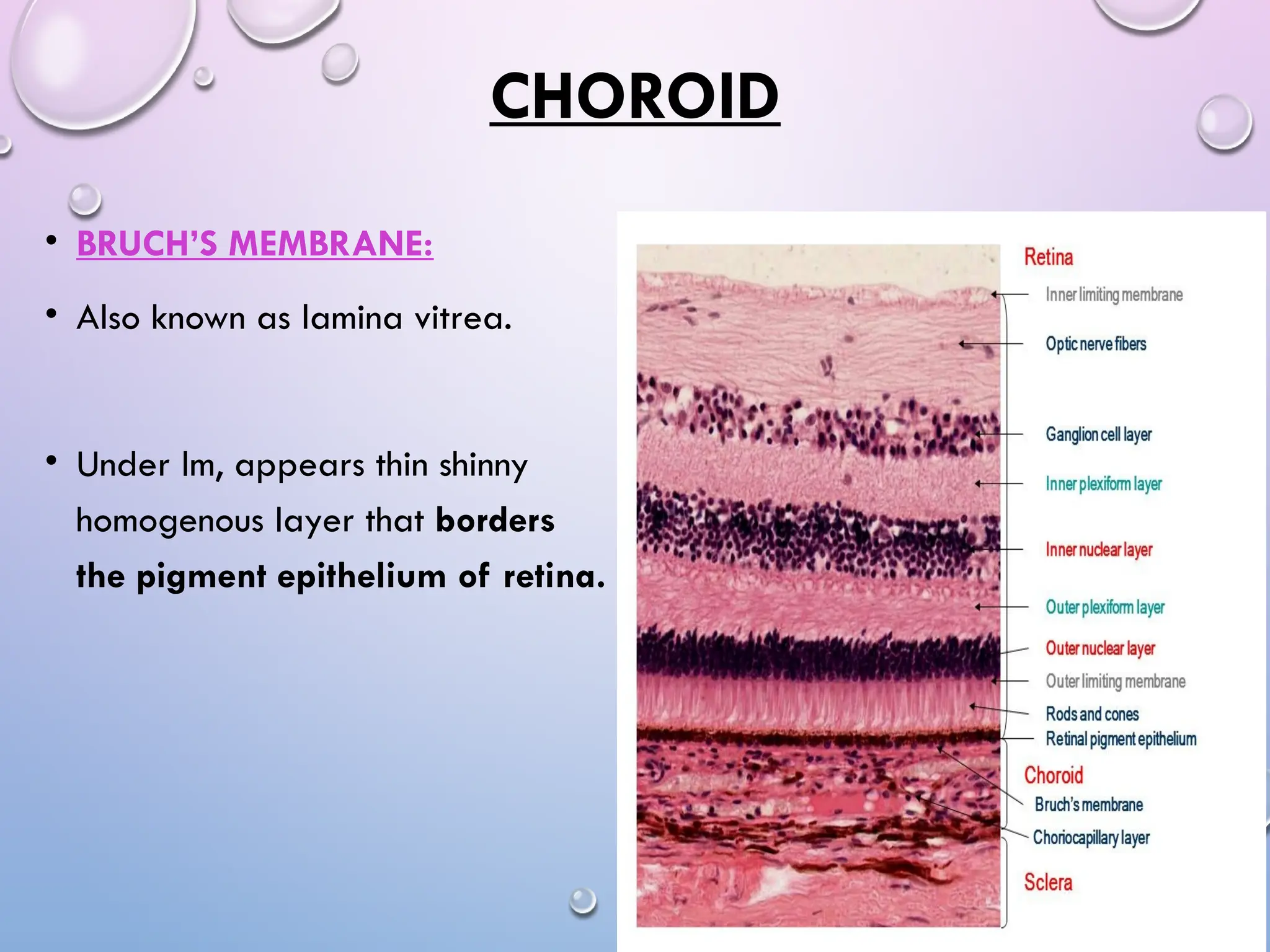 Histology of eyeball, sclera, cornea and retina | PPT
