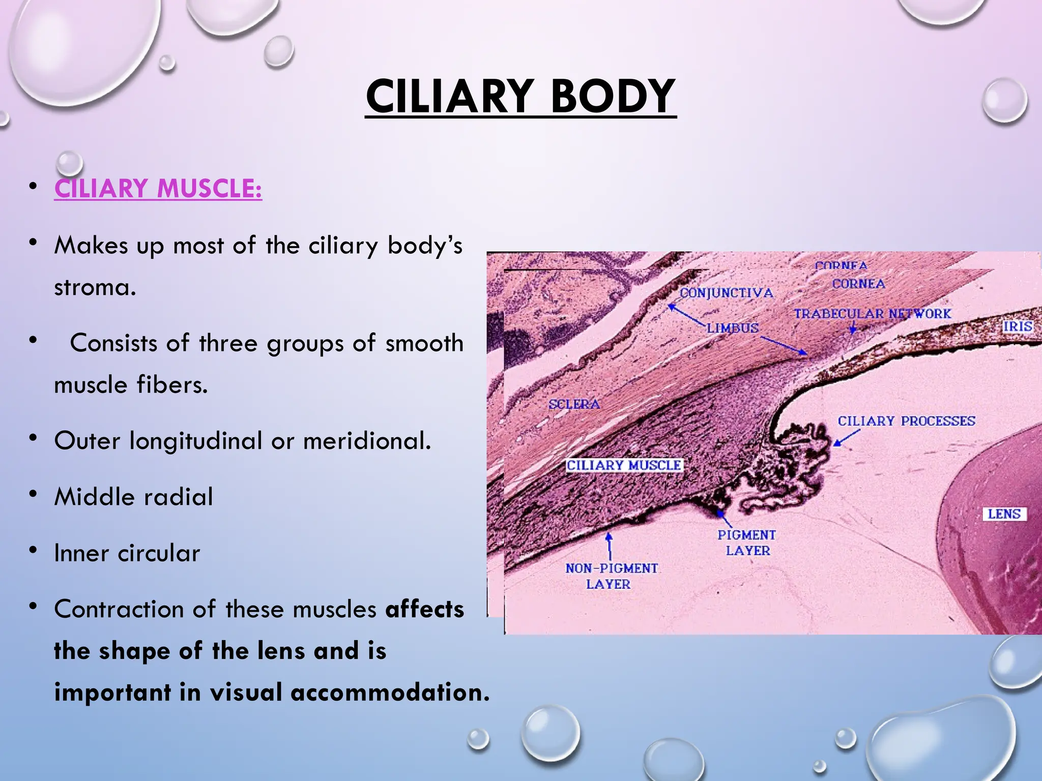 Histology of eyeball, sclera, cornea and retina | PPT