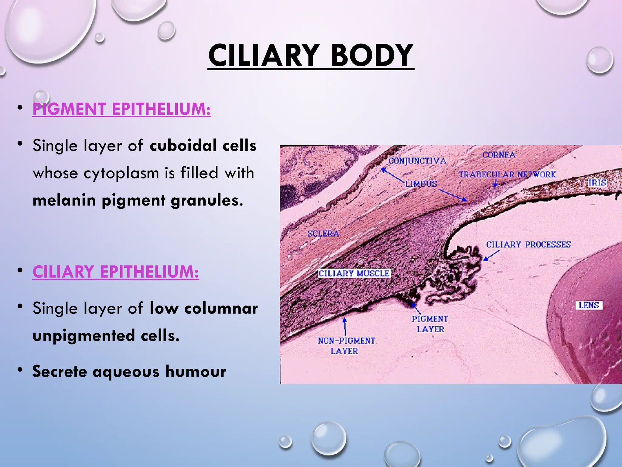 Histology of eyeball, sclera, cornea and retina | PPT