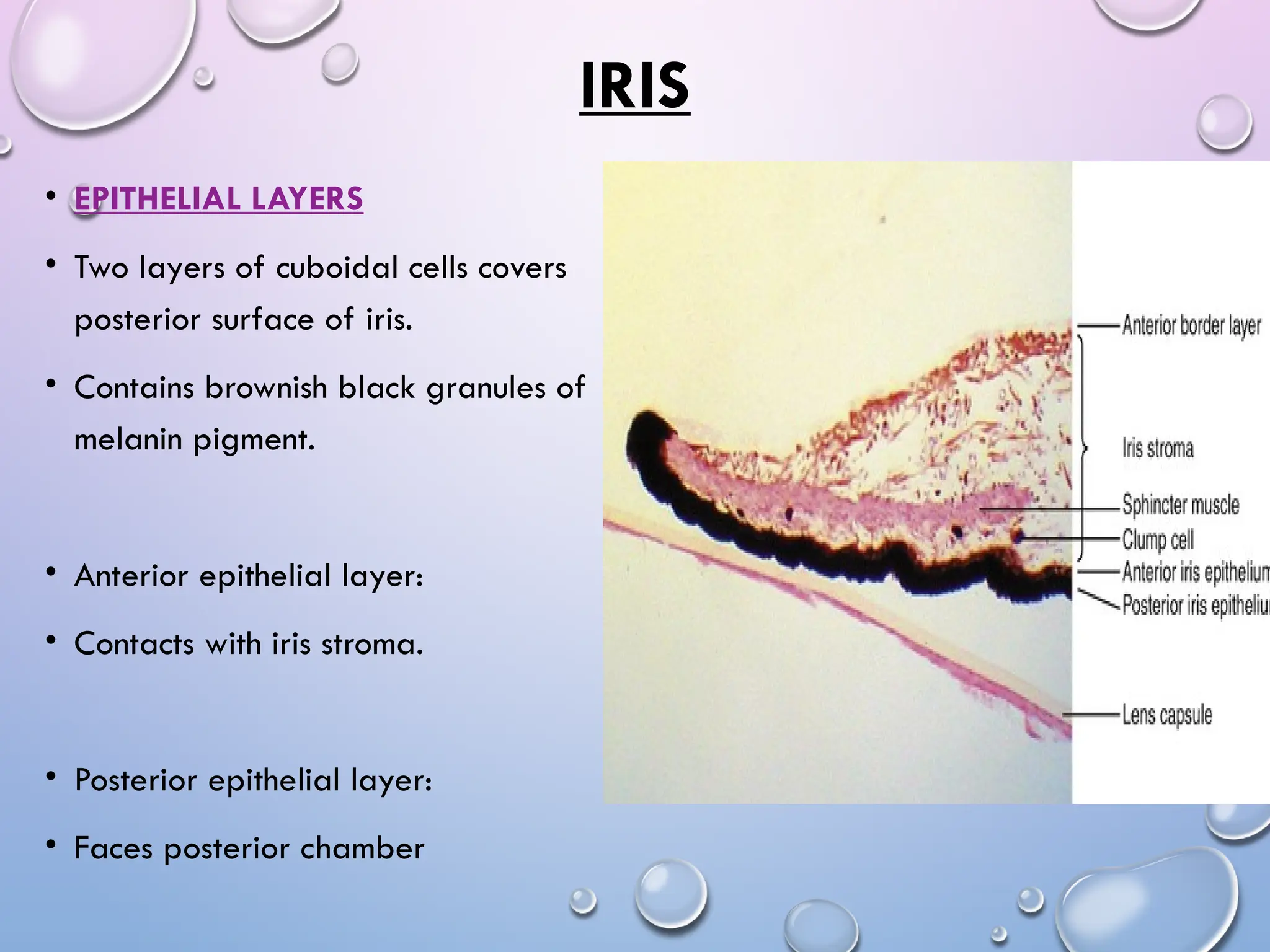 Histology of eyeball, sclera, cornea and retina | PPT