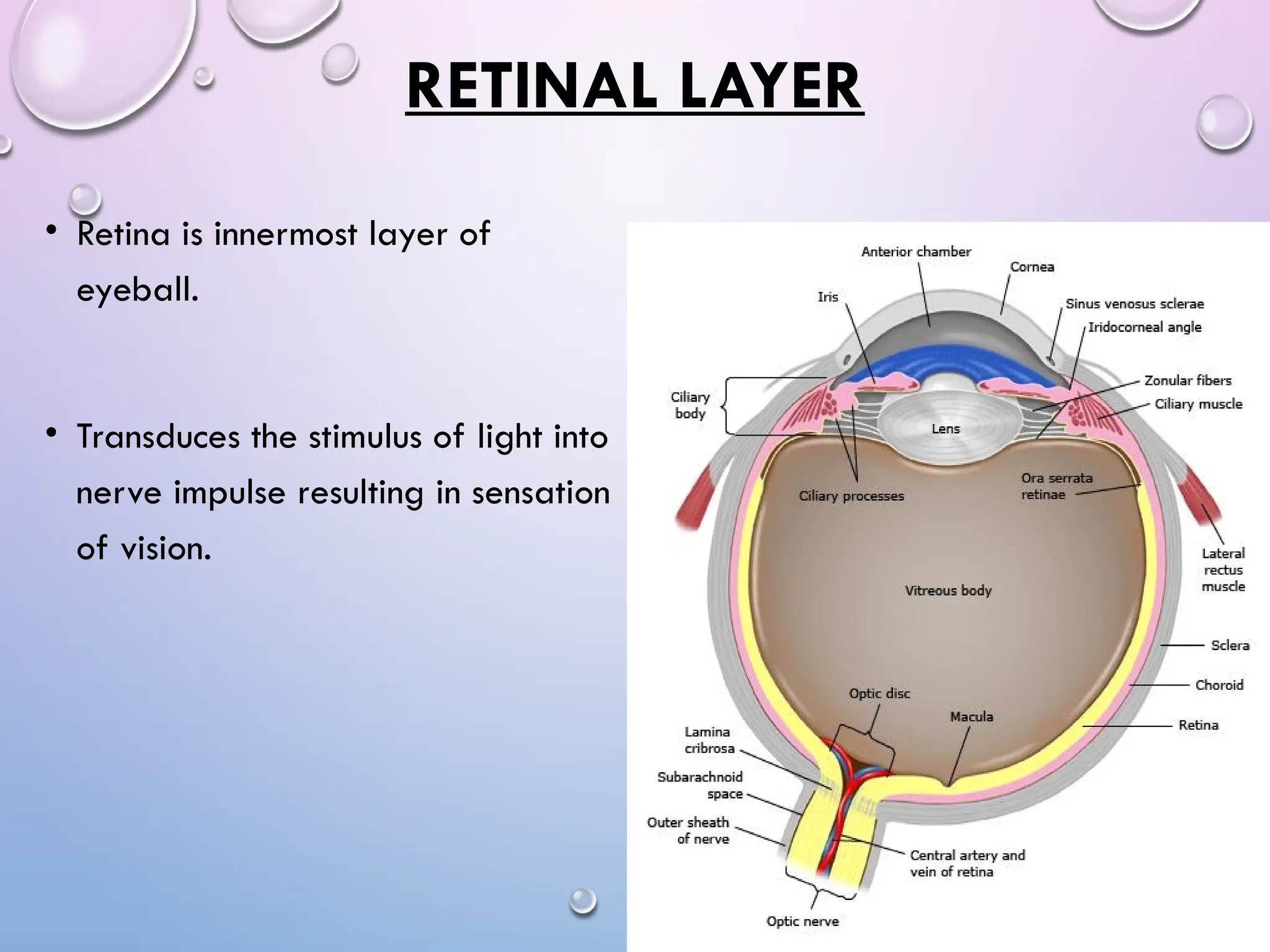 Histology of eyeball, sclera, cornea and retina | PPT