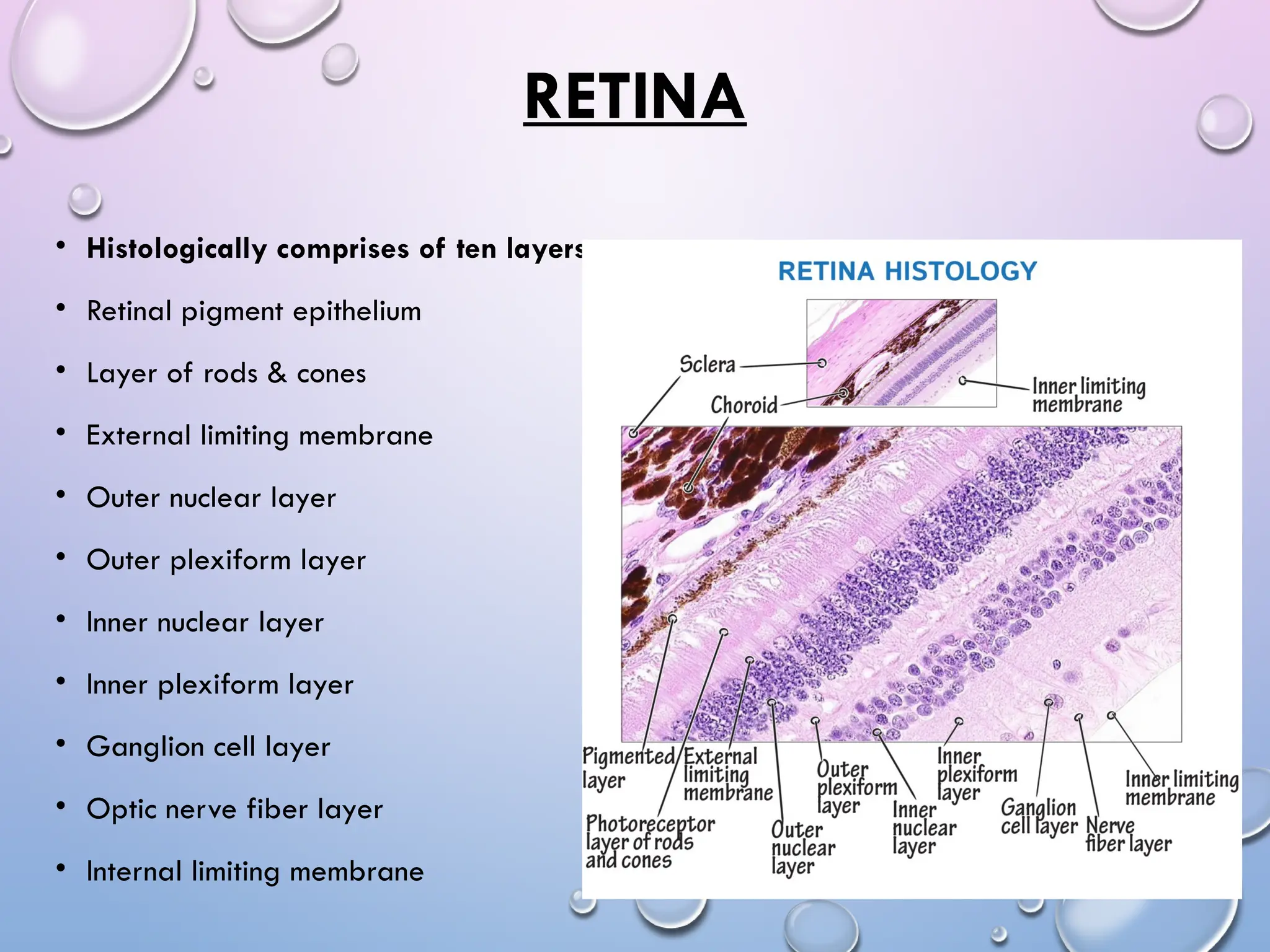 Histology of eyeball, sclera, cornea and retina | PPT
