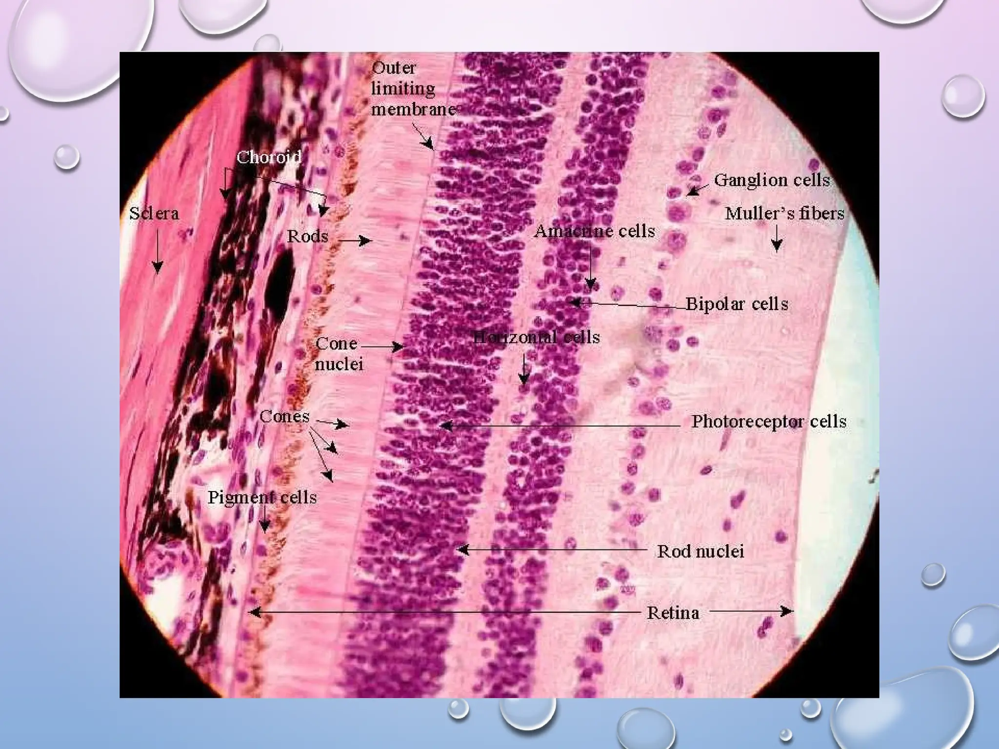 Histology of eyeball, sclera, cornea and retina | PPT