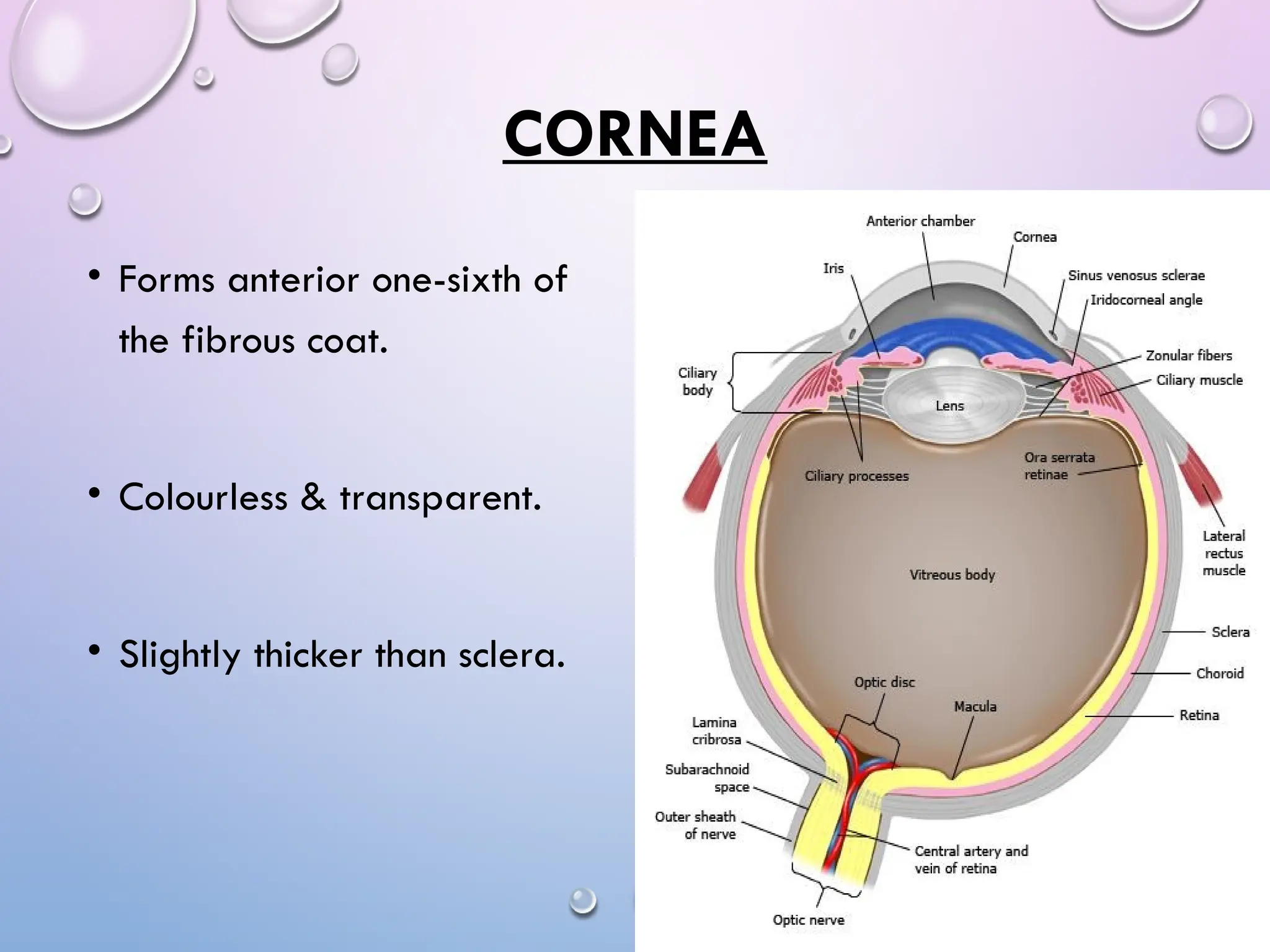 Histology of eyeball, sclera, cornea and retina | PPT