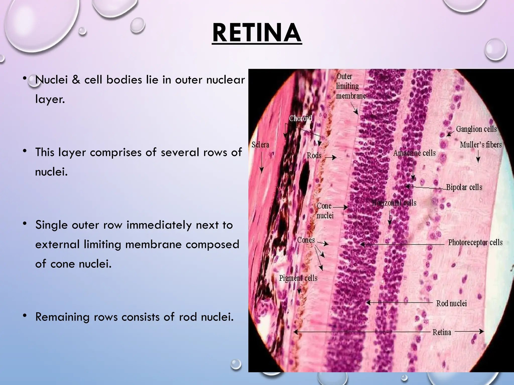 Histology of eyeball, sclera, cornea and retina | PPT