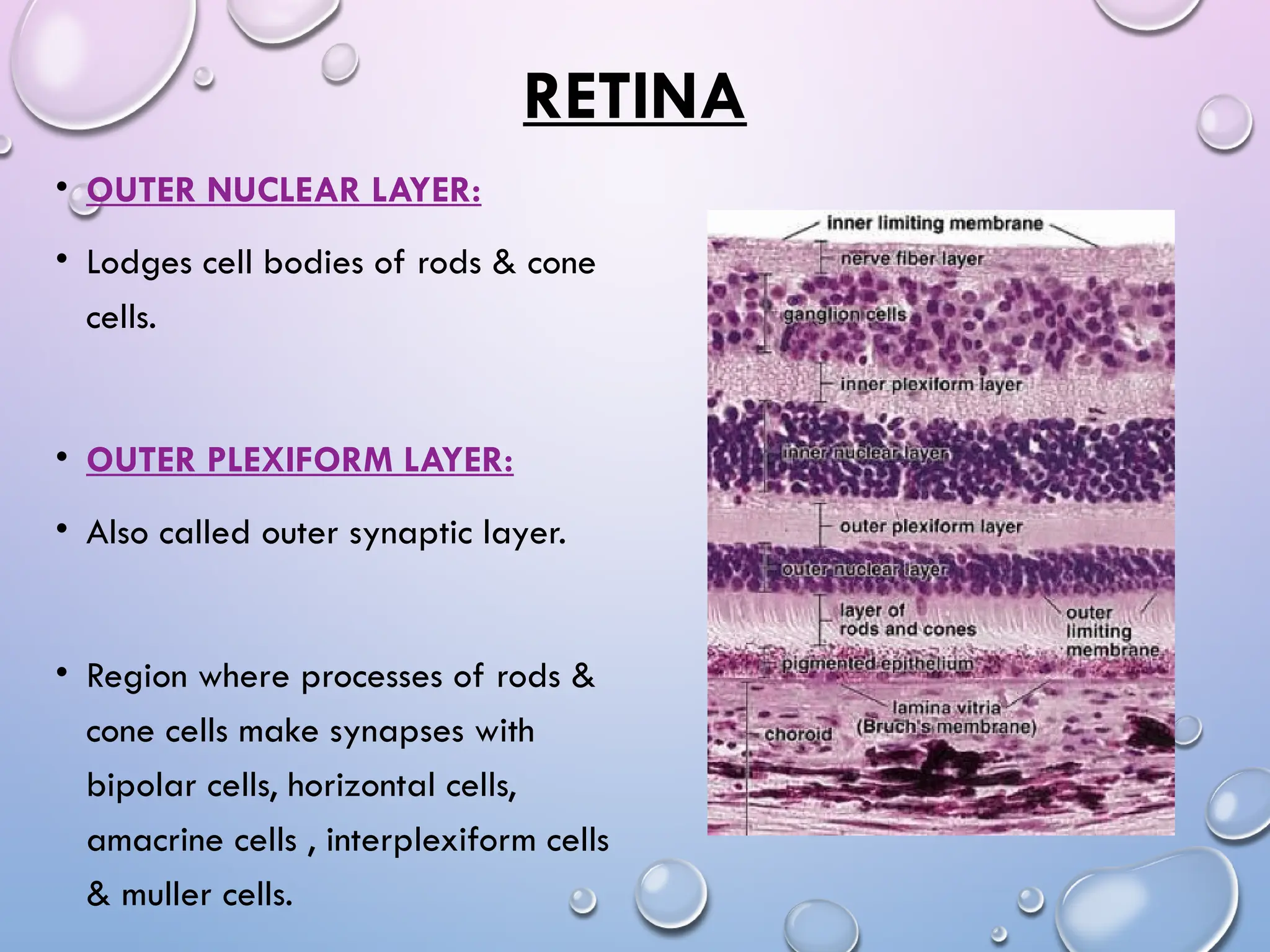 Histology of eyeball, sclera, cornea and retina | PPT
