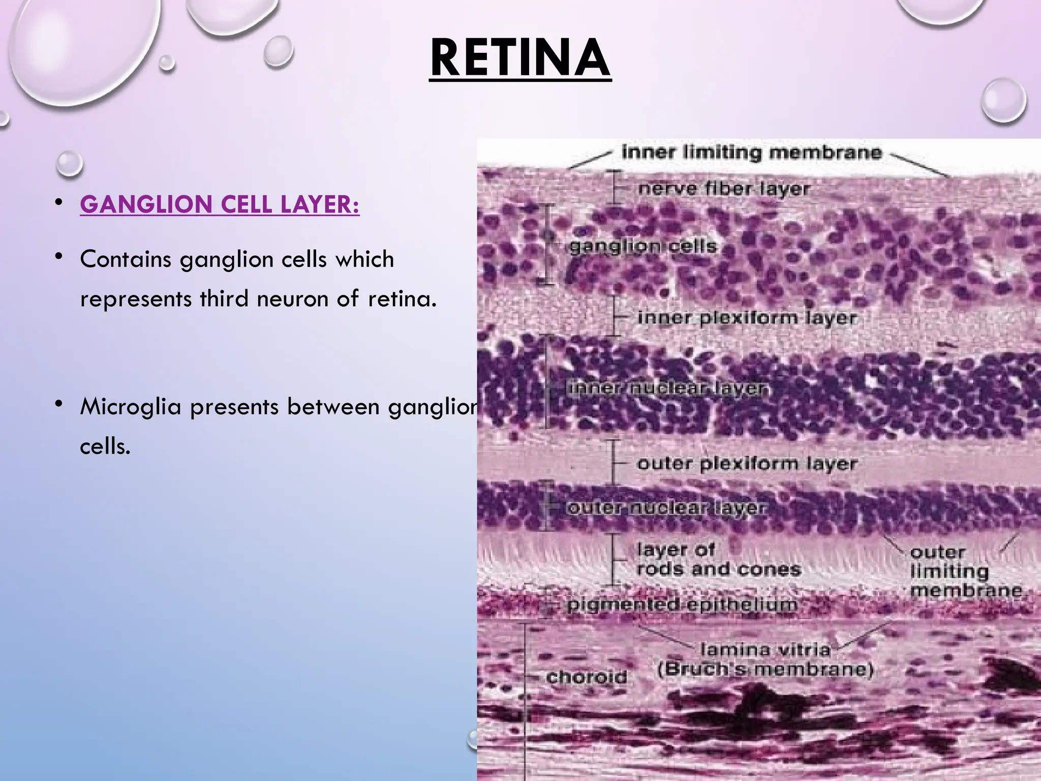 Histology of eyeball, sclera, cornea and retina | PPT