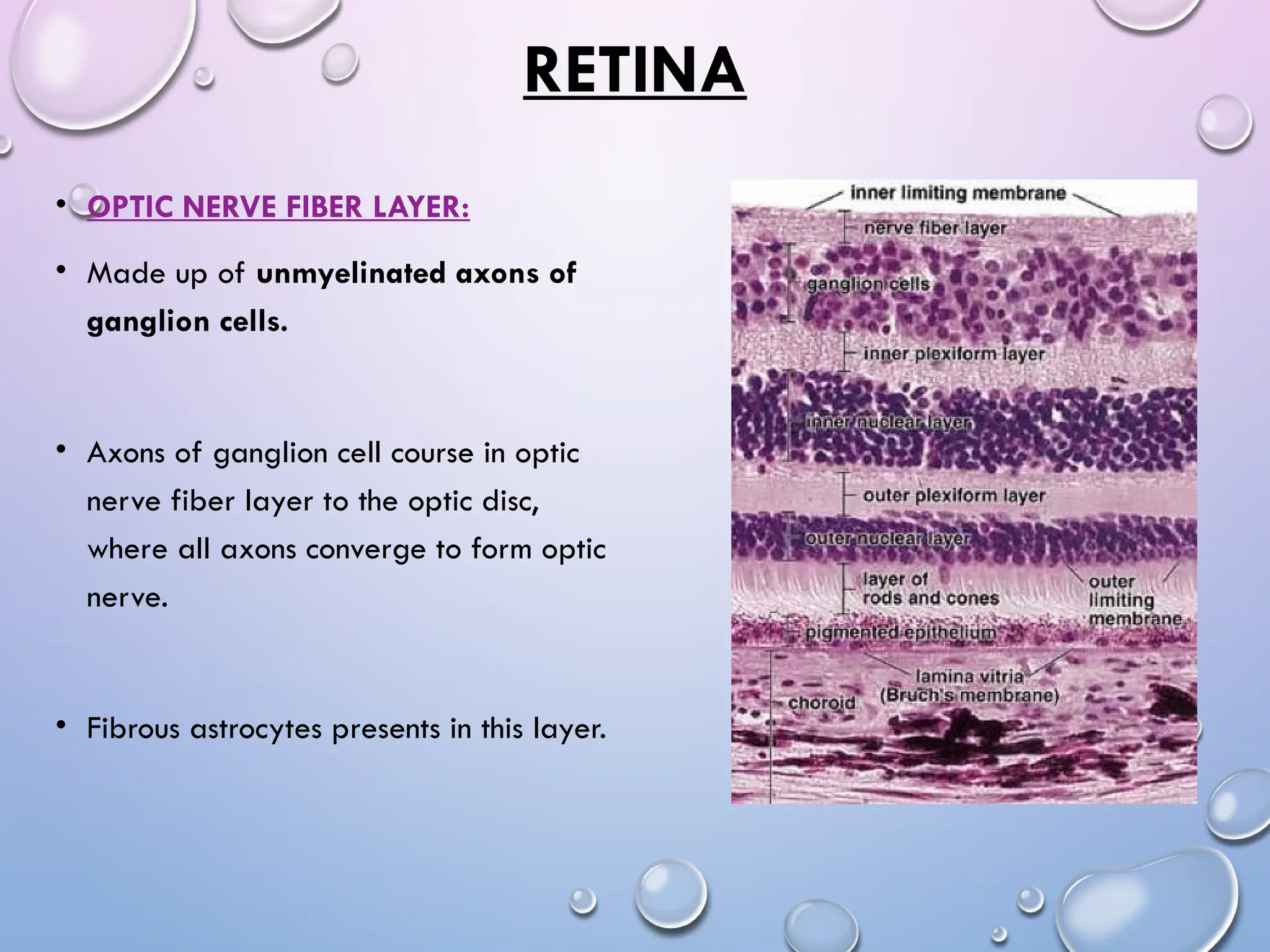 Histology of eyeball, sclera, cornea and retina | PPT