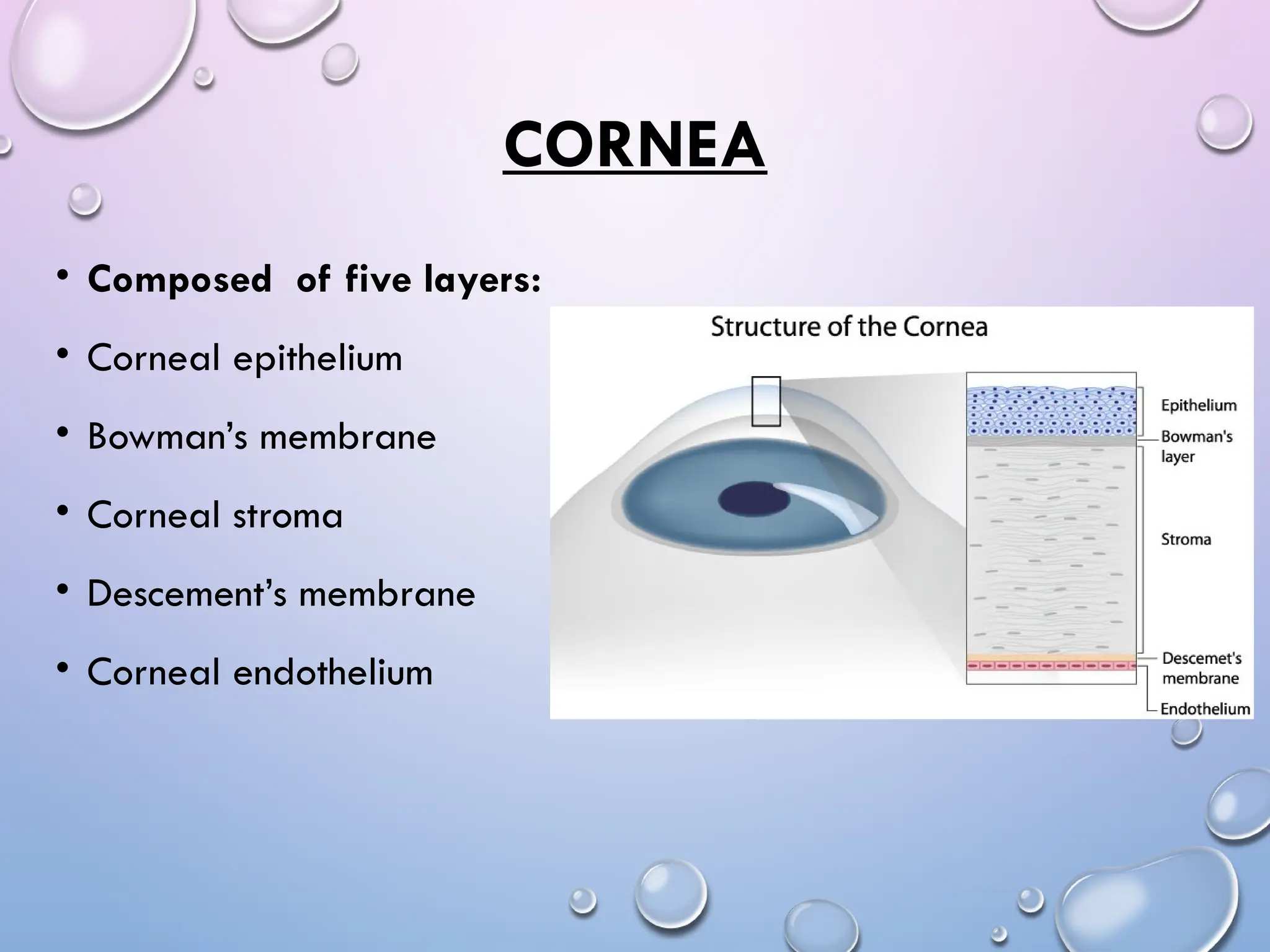 Histology of eyeball, sclera, cornea and retina | PPT