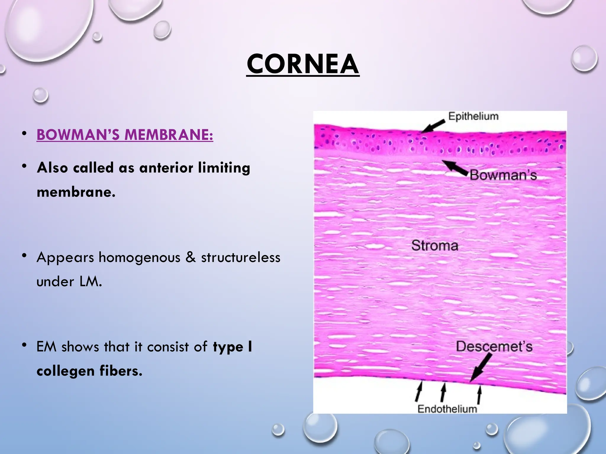 Histology of eyeball, sclera, cornea and retina | PPT