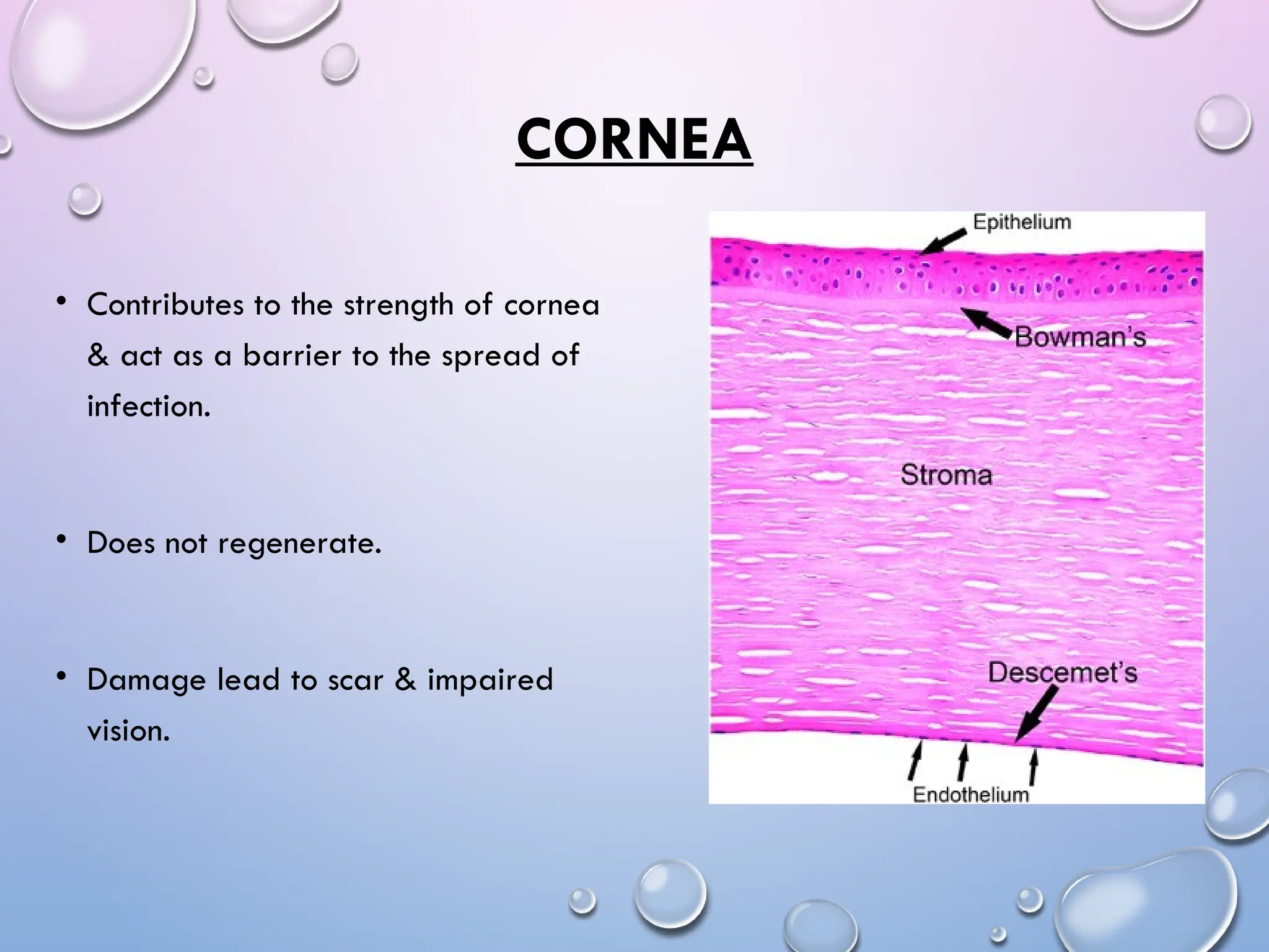 Histology of eyeball, sclera, cornea and retina | PPT