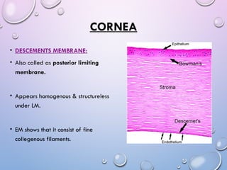Histology of eyeball, sclera, cornea and retina | PPTX