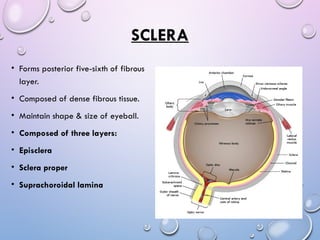 Histology of eyeball, sclera, cornea and retina | PPTX