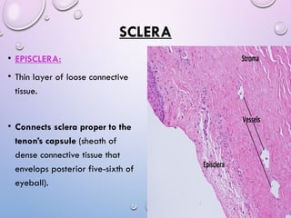 Histology of eyeball, sclera, cornea and retina | PPTX