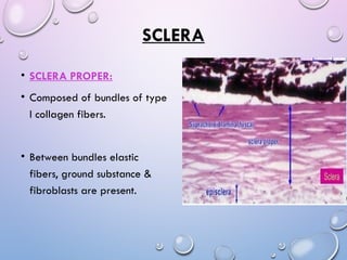 Histology of eyeball, sclera, cornea and retina | PPTX