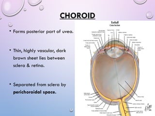 Histology of eyeball, sclera, cornea and retina | PPTX