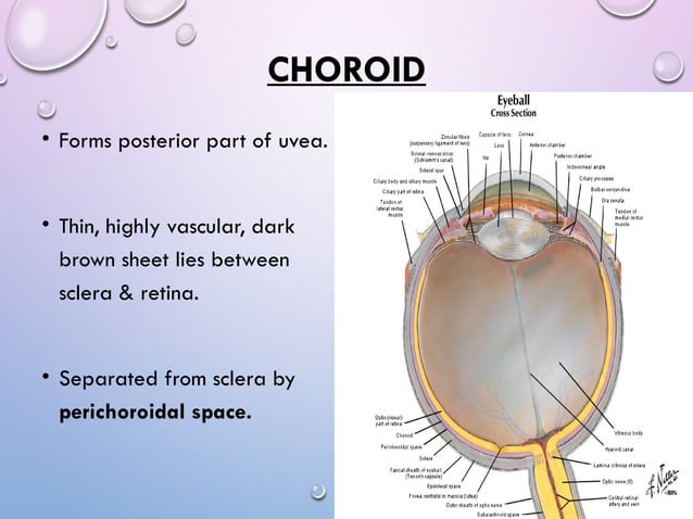 Histology of eyeball, sclera, cornea and retina | PPT