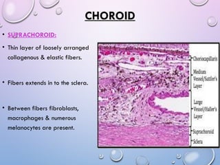 Histology of eyeball, sclera, cornea and retina | PPTX