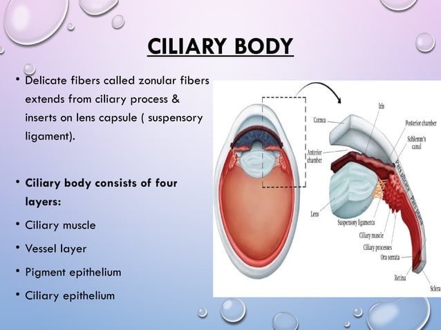 Histology of eyeball, sclera, cornea and retina | PPT
