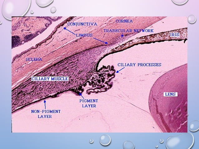 Histology of eyeball, sclera, cornea and retina | PPT