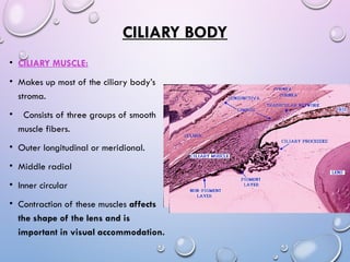 Histology of eyeball, sclera, cornea and retina | PPTX