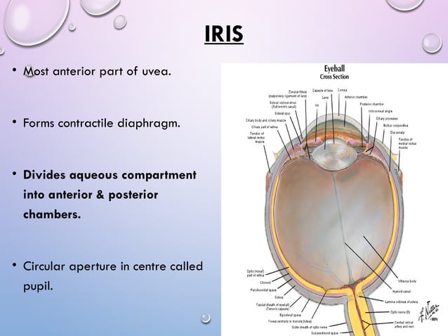 Histology of eyeball, sclera, cornea and retina | PPT