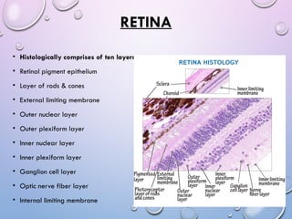 Histology of eyeball, sclera, cornea and retina | PPTX