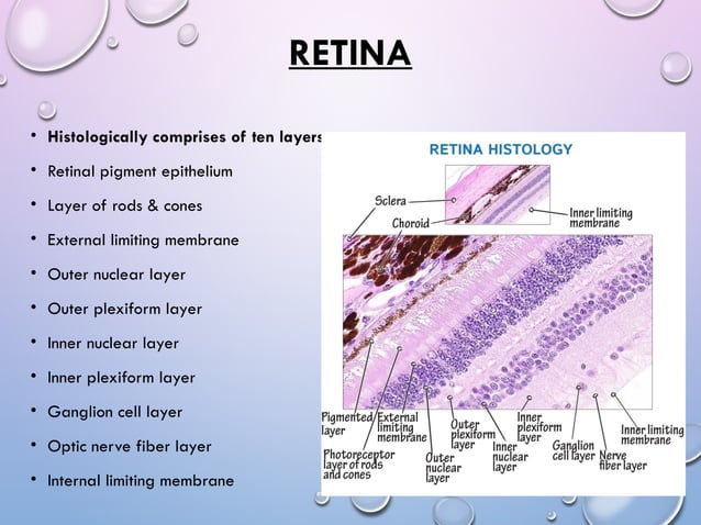Histology of eyeball, sclera, cornea and retina | PPT