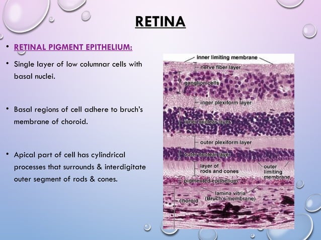 Histology of eyeball, sclera, cornea and retina | PPT