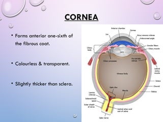 Histology of eyeball, sclera, cornea and retina | PPTX