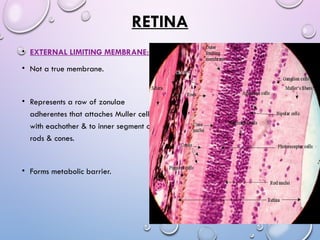 Histology of eyeball, sclera, cornea and retina | PPTX